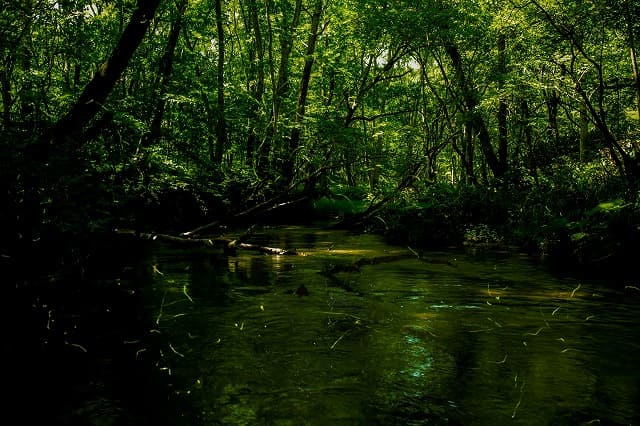 【Ishigaki Island】Firefly viewing tour | Okinawa Trip | Okinawa's ...