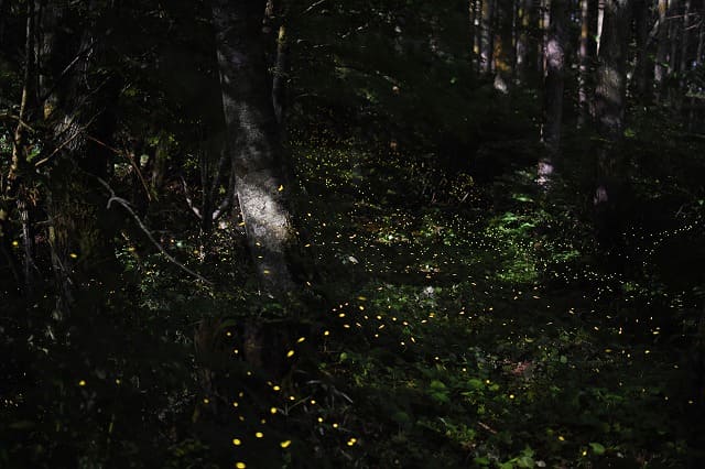 【Ishigaki Island】Firefly viewing tour | Okinawa Trip | Okinawa's ...