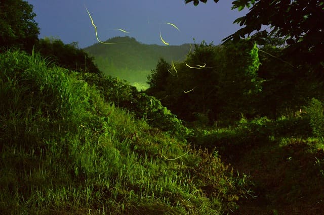 【Ishigaki Island】Firefly viewing tour | Okinawa Trip | Okinawa's ...