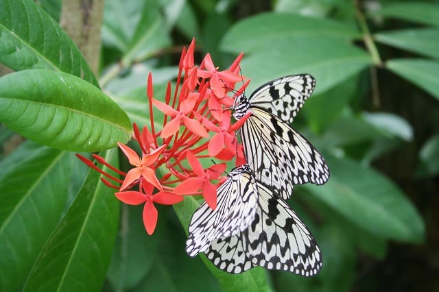 【Iriomote Island】Yubu Island Sightseeing Tour| Okinawa Trip | Okinawa's ...