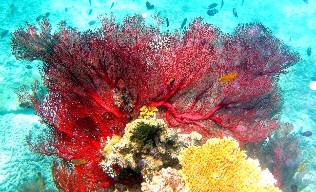 大神島-宮古島の観光スポット | 沖縄トリップ | 現地ガイド厳選アクティビティ・ツアー予約はこちら