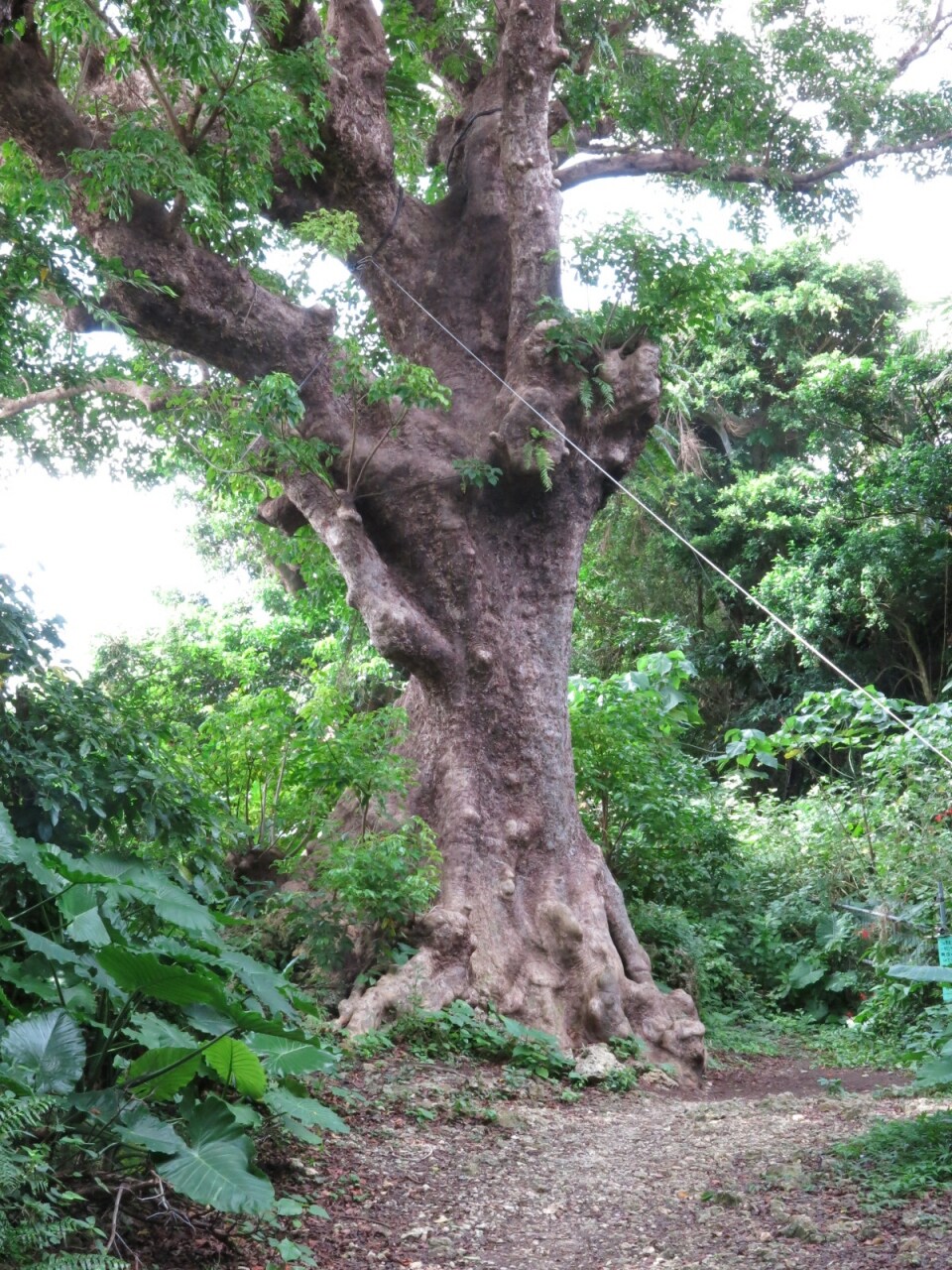 首里金城町の大アカギ- 沖縄本島（那覇エリア）の観光スポット | 沖縄トリップ